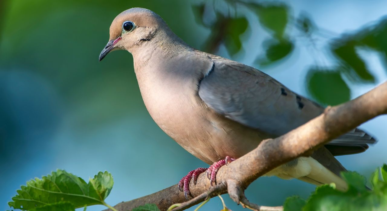 Feeding Habits of Mourning Doves: Diets and Dietary Preferences