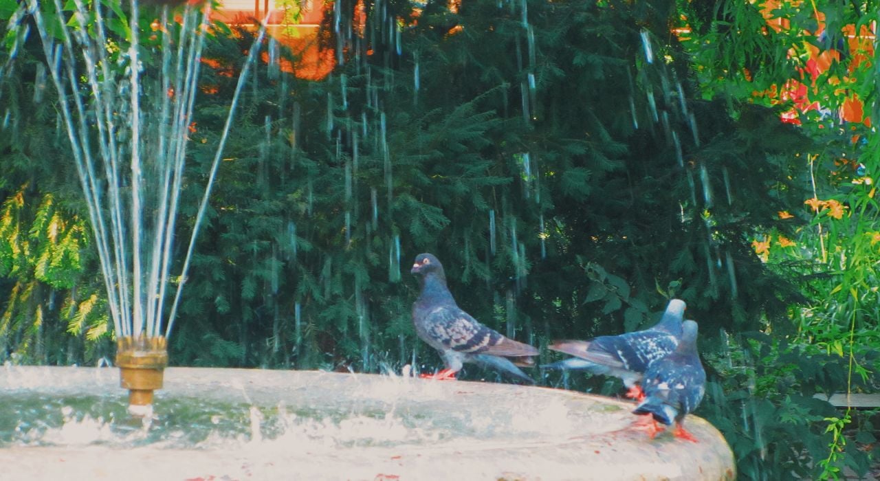 Prevent and Remove Algae in Bird Baths and Fountains with Hydrogen Peroxide